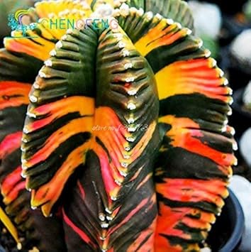 mixed-aztekium-valdezii-flower-seeds-for-planting-100-pcs – Beautiful ...