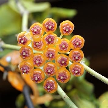 Organic Orange Hoya Flower Seeds for Planting – Heirloom Non-GMO | Hig ...