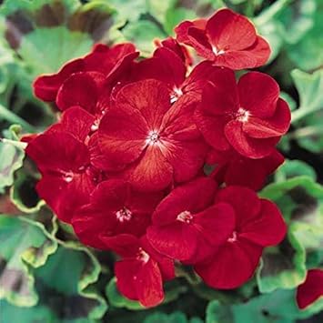 Deep Red Geranium Heirloom Non-GMO Seeds for Planting – Neeraseeds