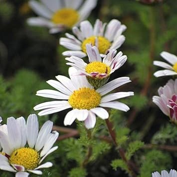 Anacyclus Pyrethrum Flower Seeds – Hardy Alpine Rock Garden Perennial ...