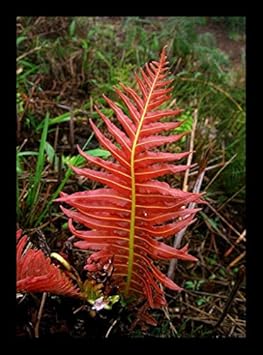 Red Fern Pteridophyta Plant Seeds – Heirloom Non-GMO Seeds for Plantin ...