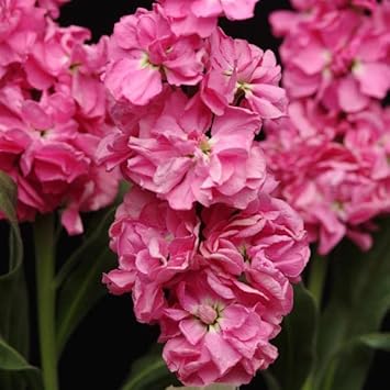 Pink Matthiola Incana Flower Seeds for Planting, 100 pcs – Neeraseeds