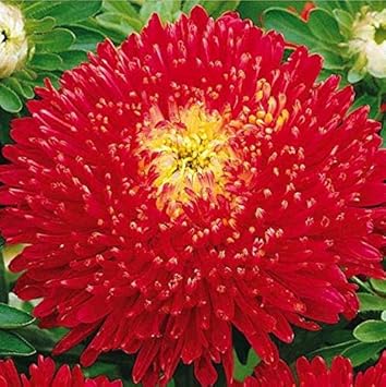 Heirloom Red Callistephus Aster Flower Seeds for Planting – Non-GMO Or ...