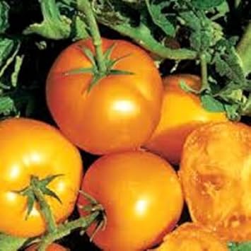 Yellow Tomato Seeds for Planting - Unique Variety – Fresh Vegetable for ...
