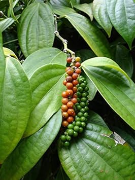 Piper Nigrum Fruit Seeds - Grow Peppercorns for Freshly Ground Spices ...