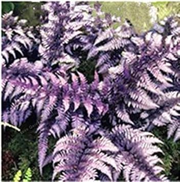 Violet Fern Plant Seeds for Planting - heirloom & Non-GMO Seeds ...