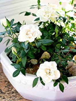 Miniature Rose Seeds for Planting White 100 pcs – Neeraseeds