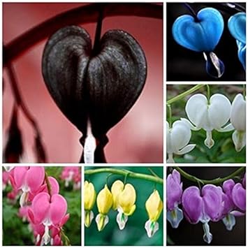 Multi-Color Heart Flower Seeds – Heirloom Non-GMO High Germination Org ...
