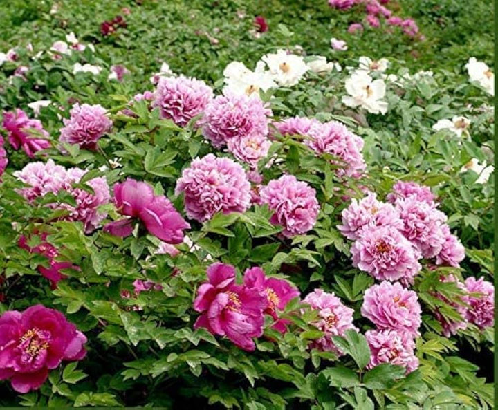 Peony Flower Chinese Bonsai Tree Indoor Plants Flower Seeds for ...