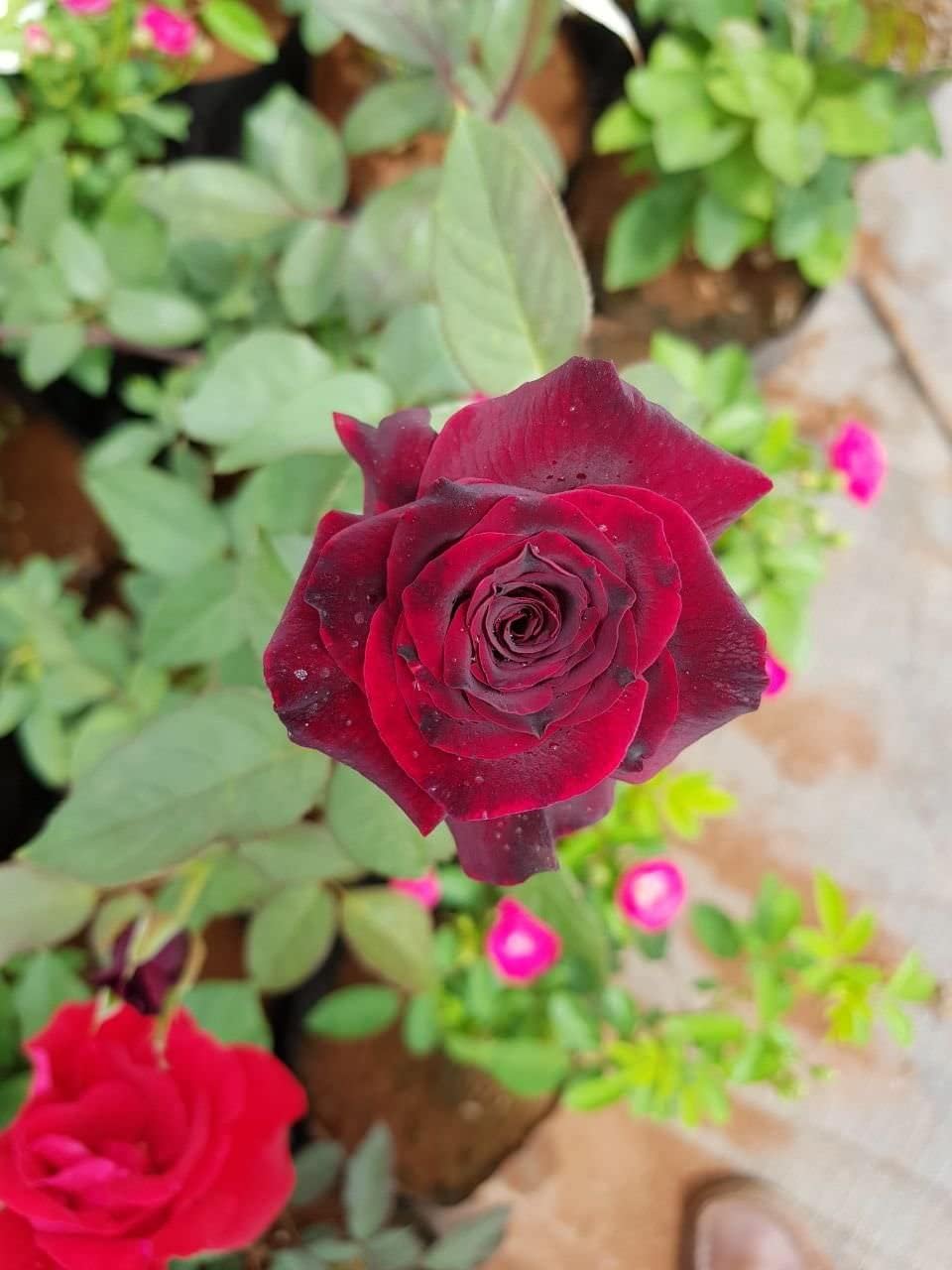 Maroon Rose Seeds – Heirloom, Non-GMO – Neeraseeds