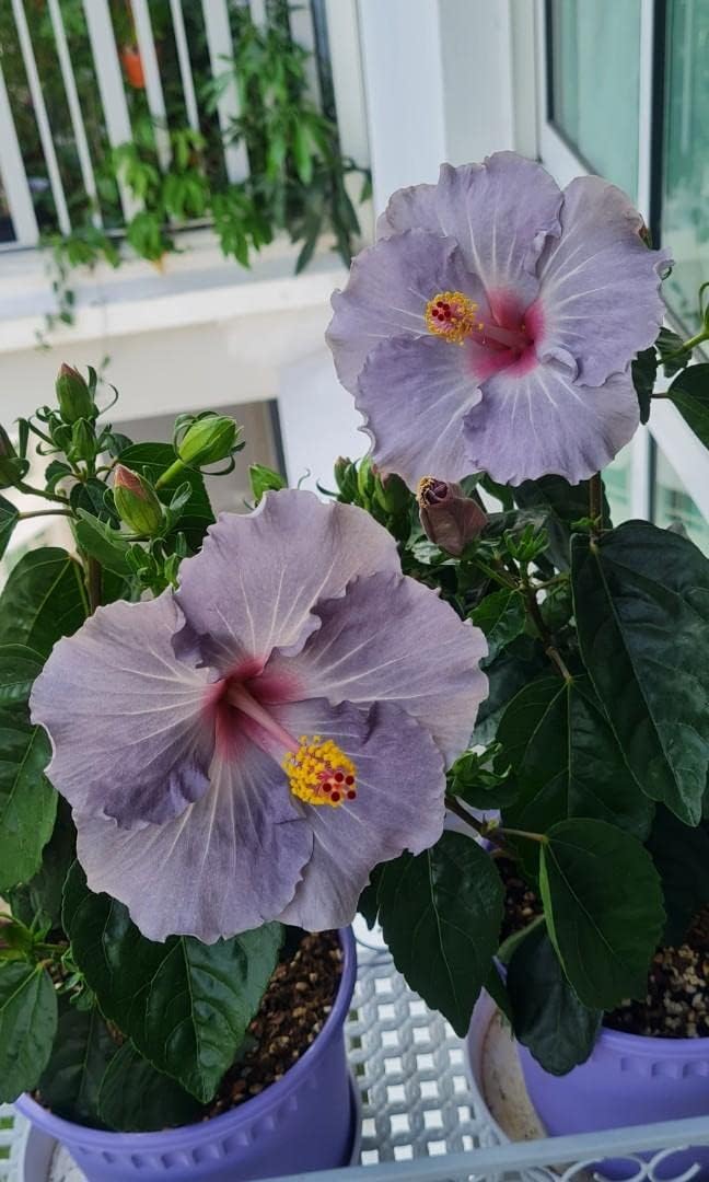 Dark Gray Hibiscus Flower Seeds for Planting - 100 pcs – Neeraseeds