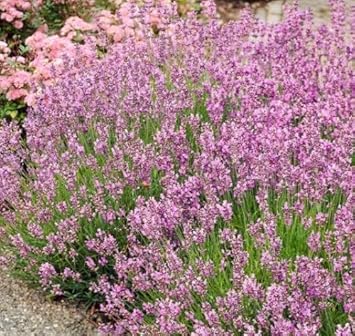 Heirloom Light Pink Lavender Flower Seeds for Planting – Non-GMO, Frag ...