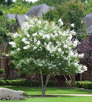 Pink Crape Myrtle Tree Seeds for Planting - 100 pcs – Neeraseeds