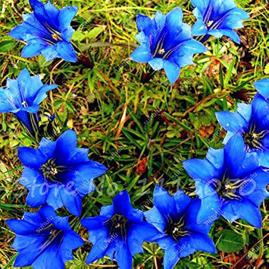 Blue High Quality Bonsai Plants Largeleaf Gentian Perennial Flower For ...