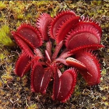 Insectivorous Plant Seeds for Planting – Heirloom, Non-GMO, High Germi ...