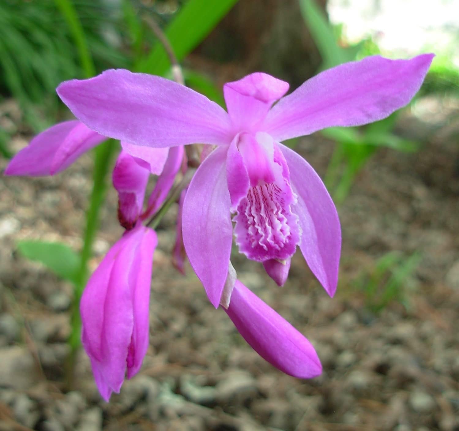Heirloom Non-GMO Bletilla Striata Flower Seeds for Hardy Orchid and Sh ...