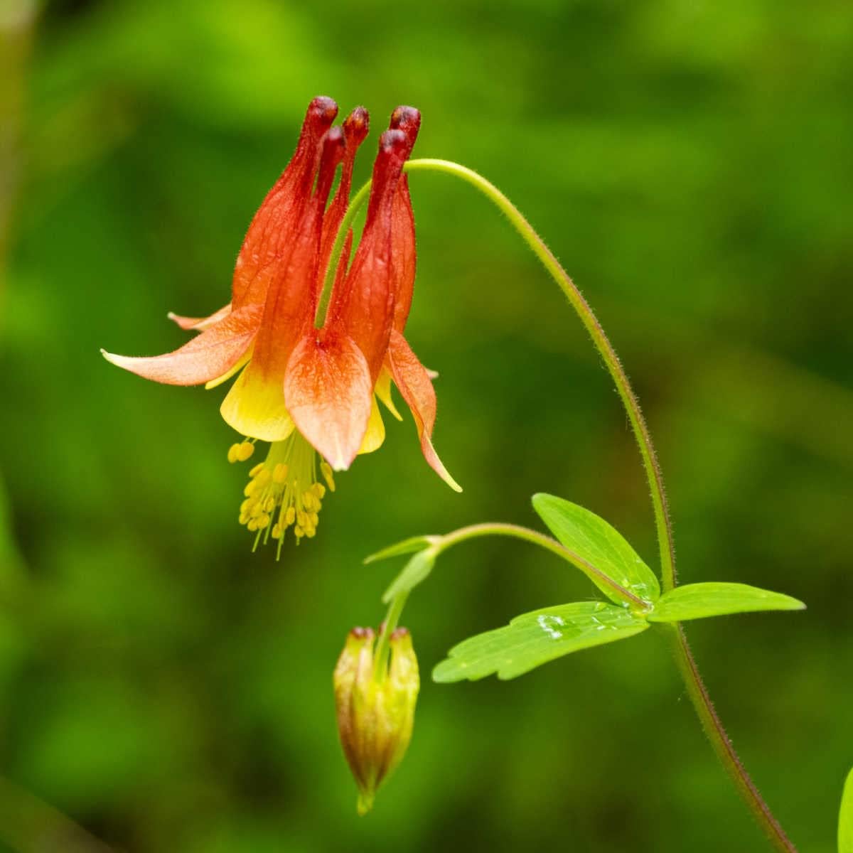 Orange Columbine Seeds – Heirloom, Non-GMO, High Germination – Neeraseeds