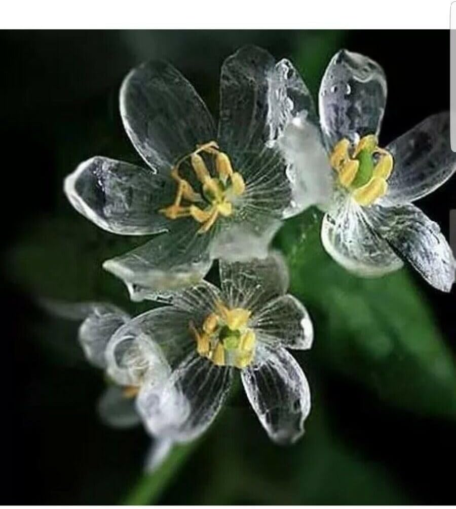 Skeleton Flower Seeds (Diphylleia grayi) for Planting – Heirloom and N ...