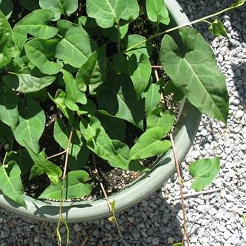 Fallopia Multiflora Plant Seeds for Planting ,Heirloom Seeds -100 pcs ...