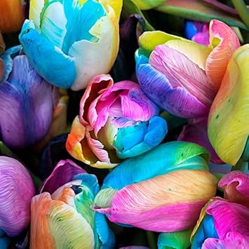 Rainbow Tulip Flower Seeds for Garden - 100 pcs – Neeraseeds