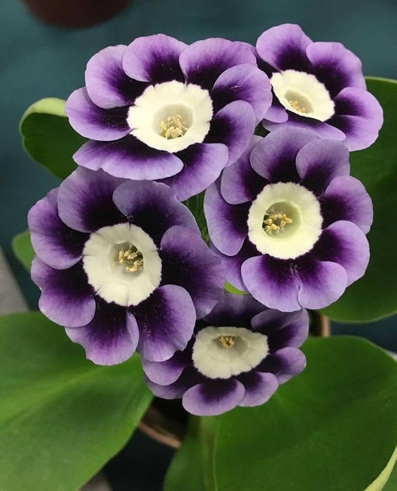 Violet Primrose Flower Seeds for Planting-100 pcs – Beautiful Blooms ...