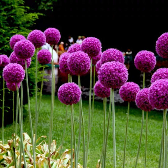 Purple Giant Allium Giganteum For Large Pompon Flowers In Garden Flower ...