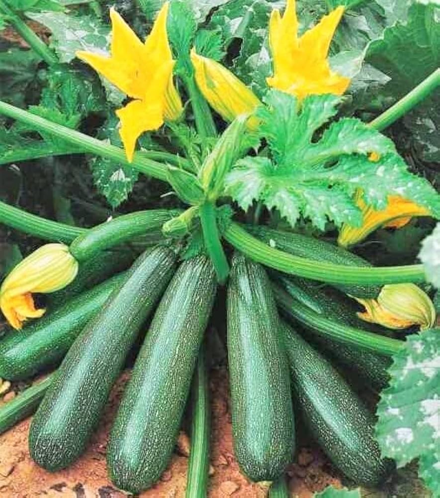 Green Zucchini Long Squash Seeds for Planting – Heirloom, Non-GMO, Hig ...