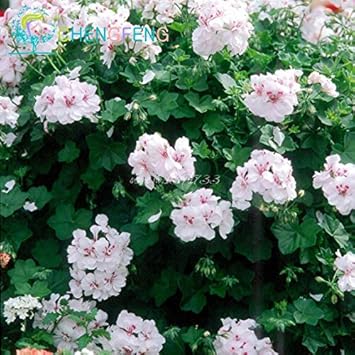 White Univalve Geranium Seeds for Planting | Heirloom, Non-GMO, Organi ...