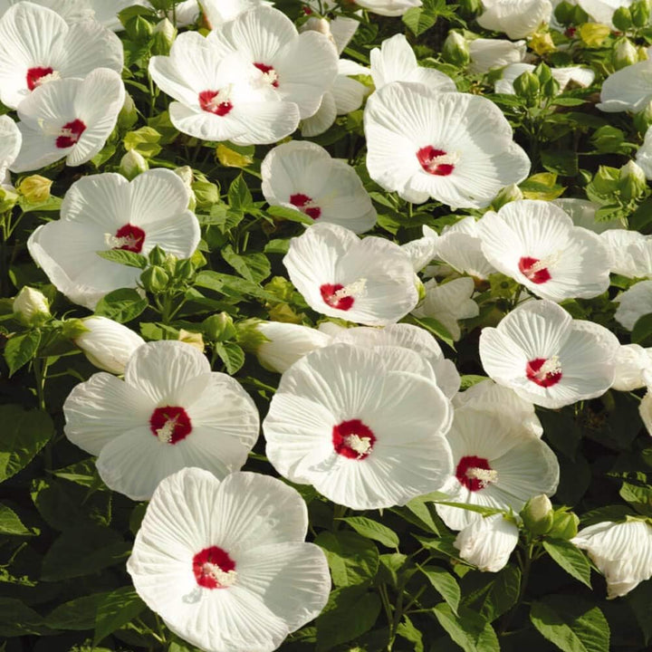 Hardy Luna Rosa Strudel Hibiscus Huge Flower For Giant Hibiscus Plants ...