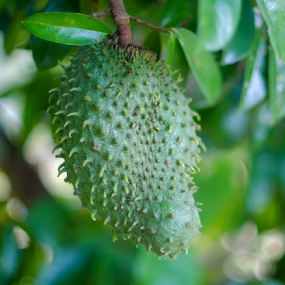 Army Green Graviola Soursop Fruit Seeds for Planting – Heirloom, Non-G ...