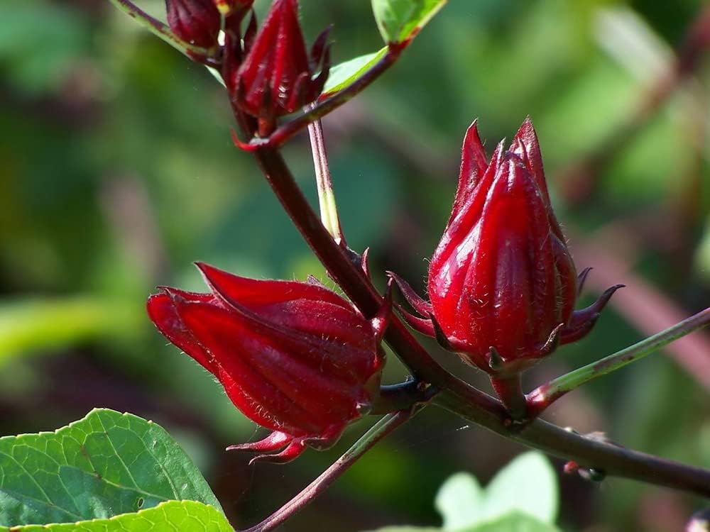 Rosella Fruit Seeds | Heirloom Non-GMO Tangy Fruits – Neeraseeds