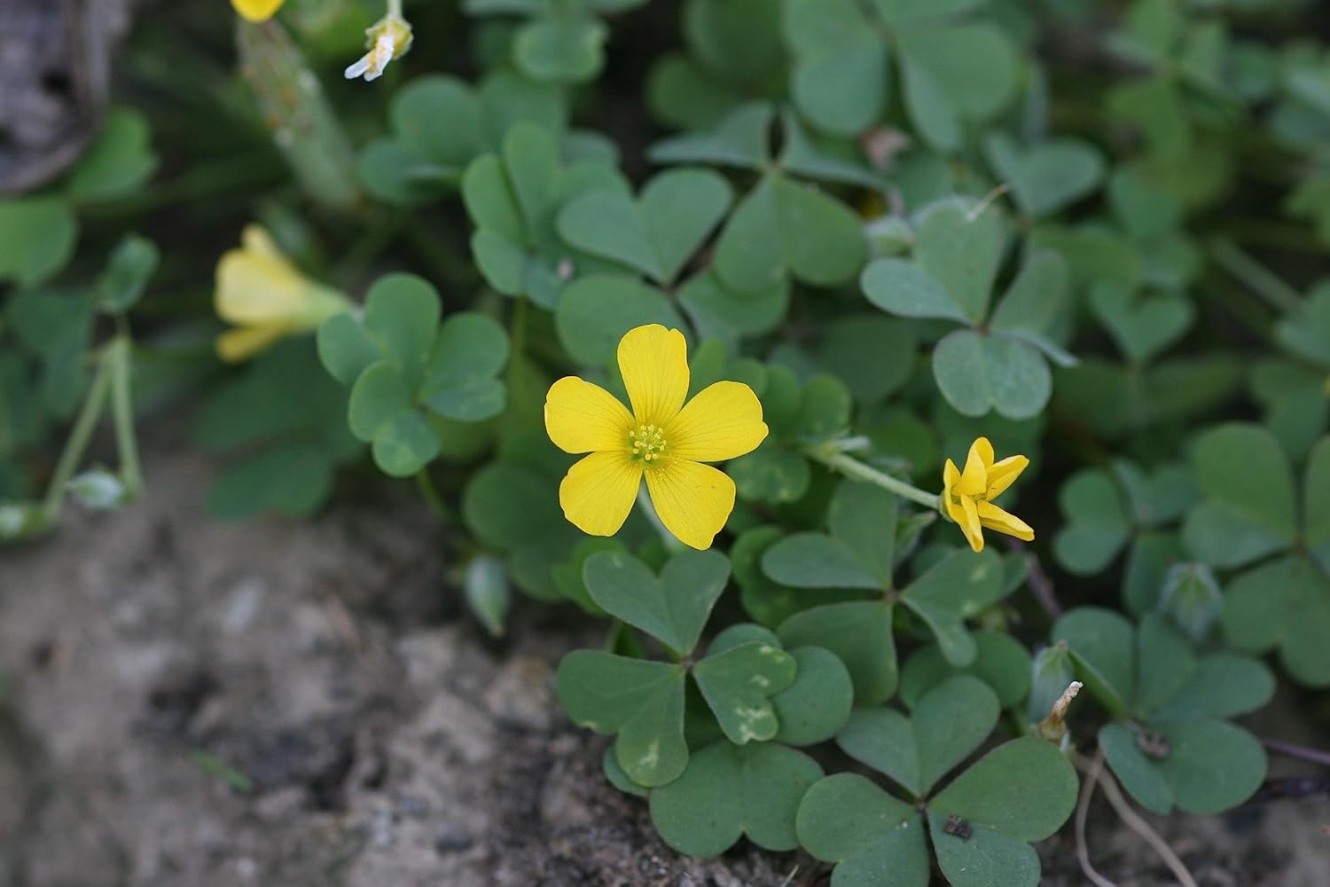 Yellow Oxalis Laciniata Flower Seeds - 100 pcs – Beautiful Blooms ...
