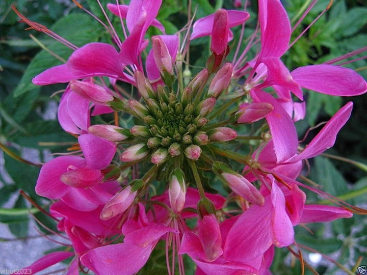 Cleome Rose Regina Hassleriana Spider Flower Flower Seeds for Vibrant ...