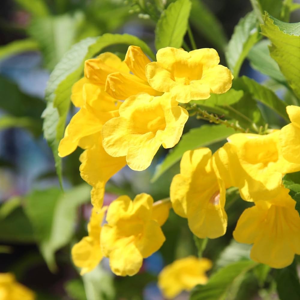 Tecoma Flower Seeds for Planting, – Beautiful Blooms, Flower Seeds ...