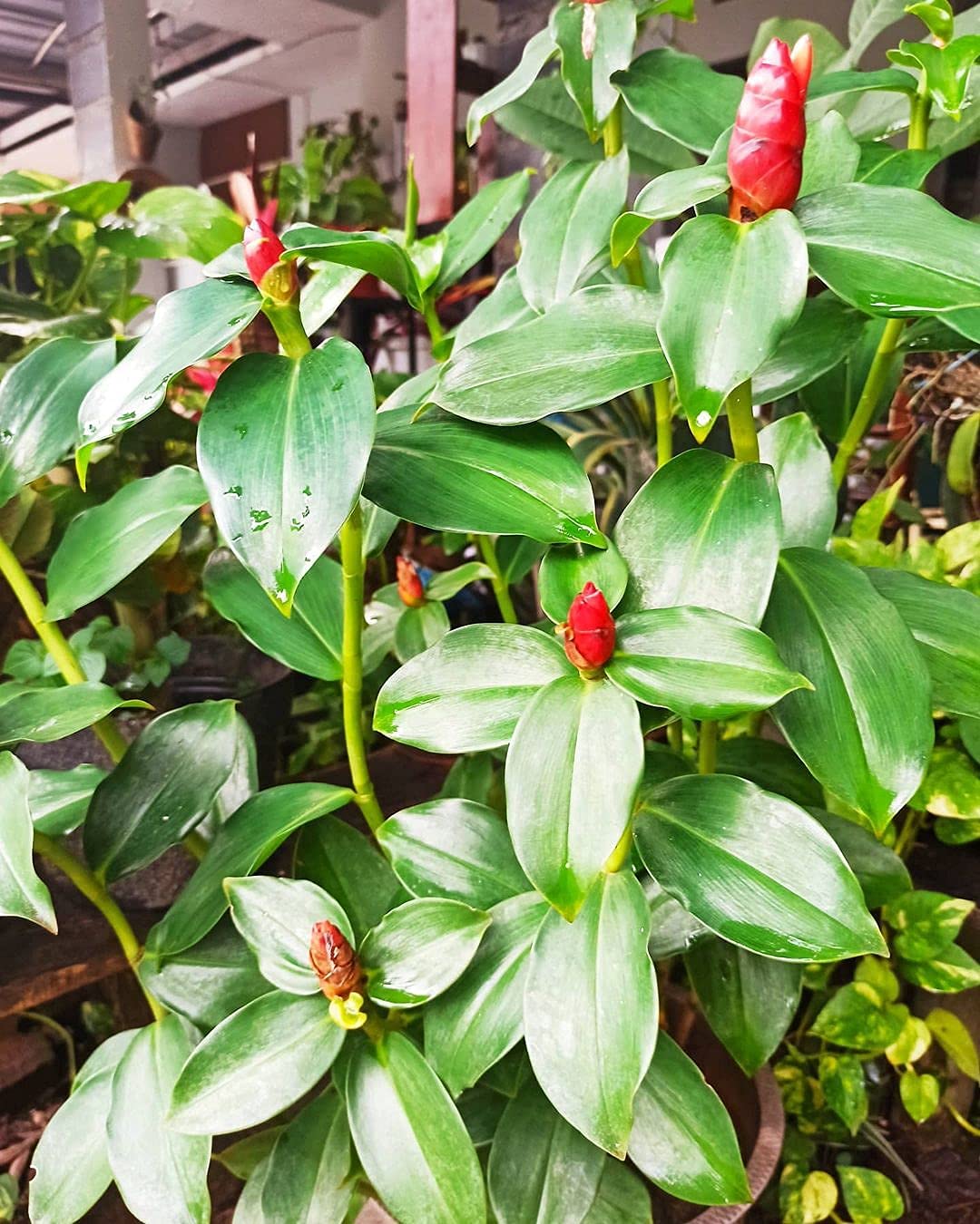 Heirloom Red Button Ginger (Costus woodsonii) Seeds - Non-GMO, High Ge ...