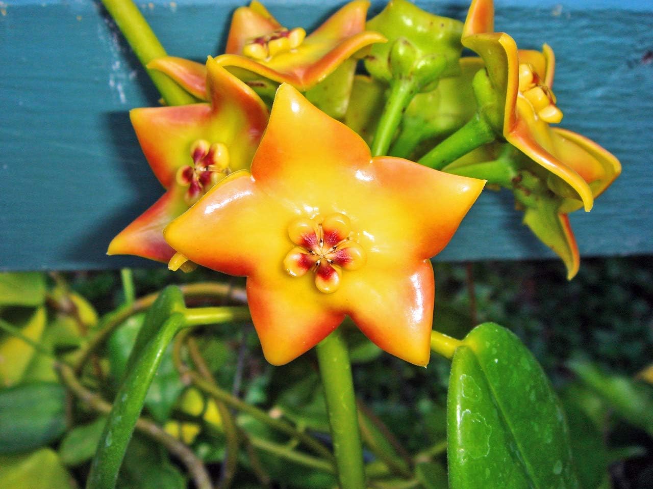 Organic Light Orange Hoya Flower Seeds for Planting – Heirloom, Non-GM ...