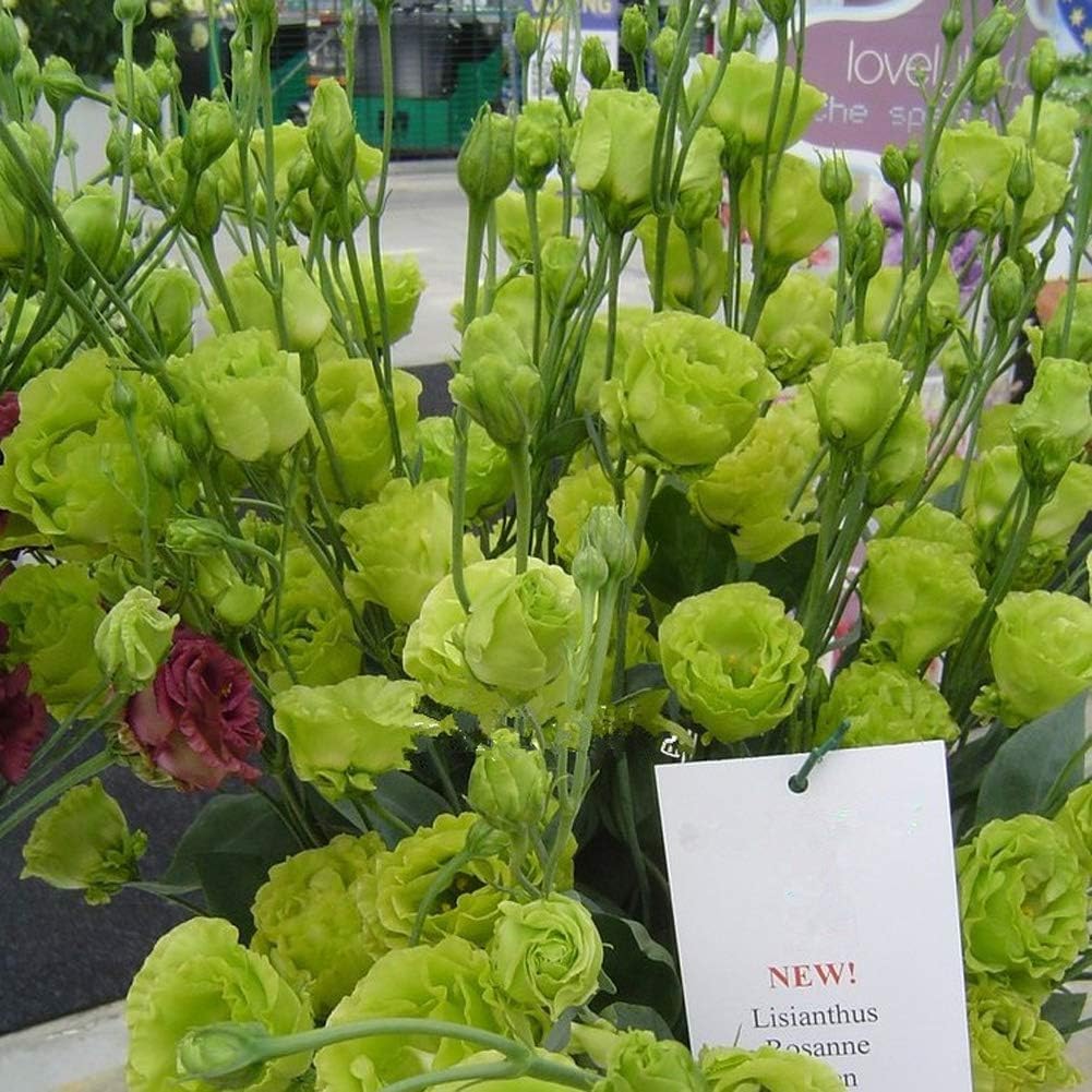 Green Eustoma Flower Seeds for Planting 100 pcs – Neeraseeds