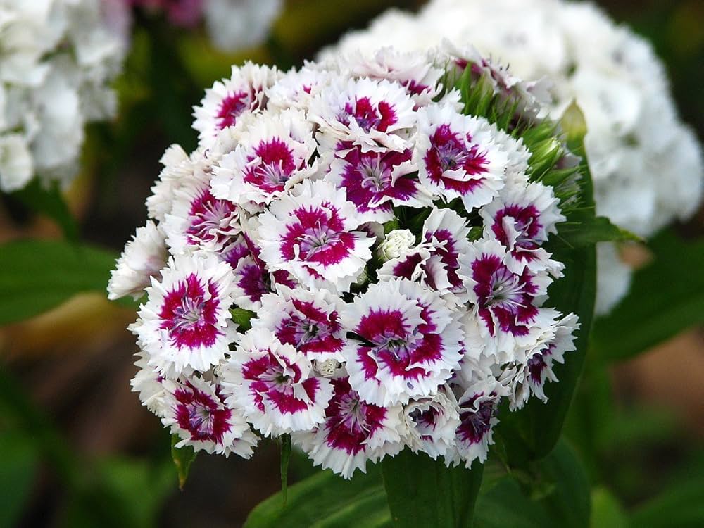 Dianthus Flower Seeds for Planting - 100 pcs – Neeraseeds