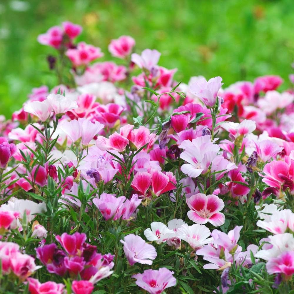 Mixed Godetia Flower Seeds – Colorful Annual Garden Flowers – Neeraseeds