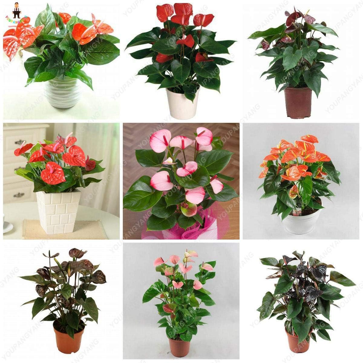 Anthurium Andraeanum Mixed Flower Seeds - Heirloom, Non-GMO, High Germ ...
