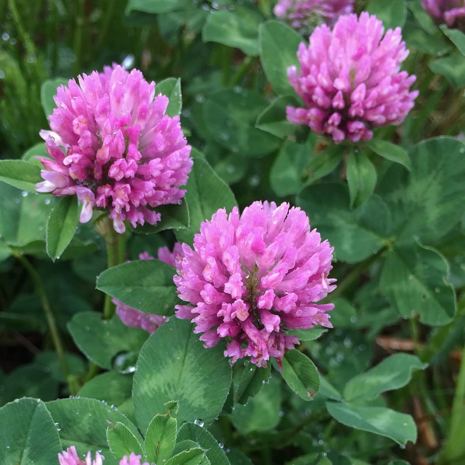 Heirloom Non Gmo Meadow Clover Flower Bee Friendly Blooms For Garden ...