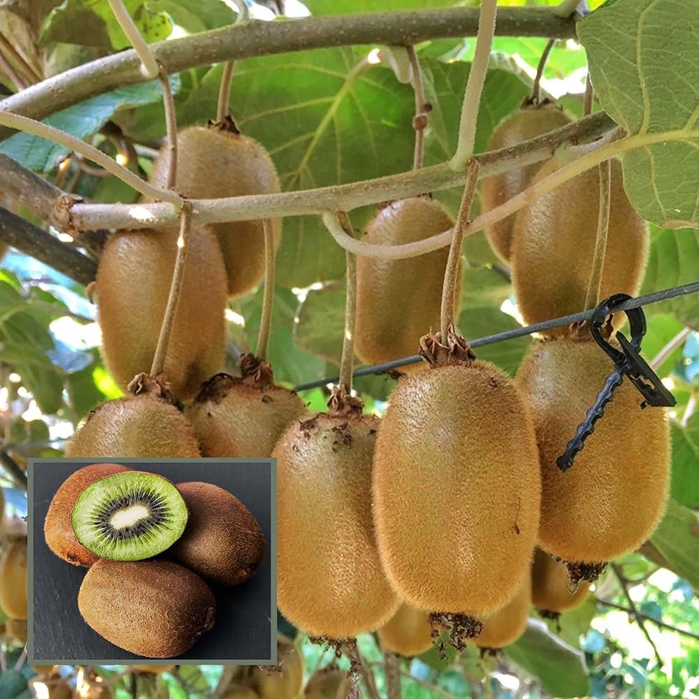 Kiwi Hayward Seeds – High-Yield, Cold Hardy Fruit Seeds for Garden Pla ...