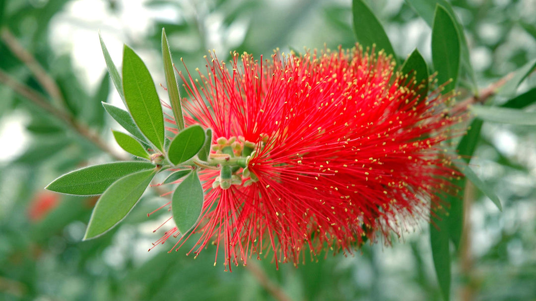 Buy Red Callistemon Seeds – Bottlebrush Flowering Plant Seeds for Home ...