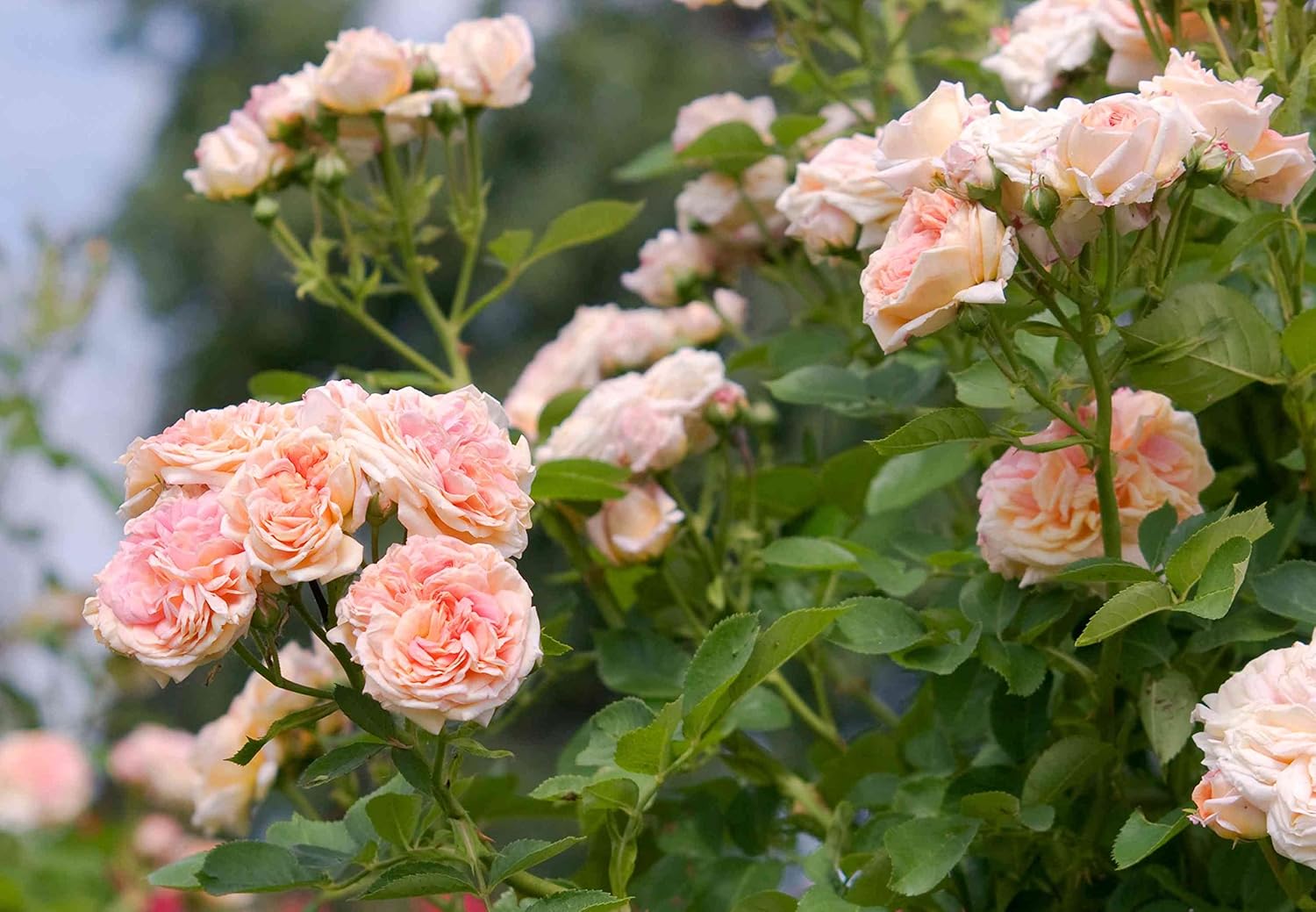 Cream Climbing Rose Plant Seeds for Planting Non-GMO Heirloom Garden S ...