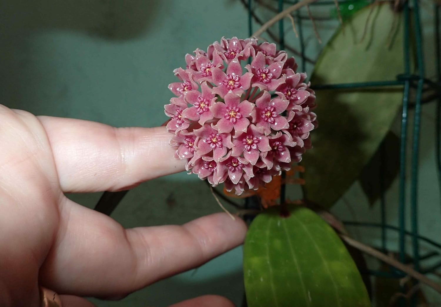 violet-hoya-flower-seeds-for-garden-50-pcs – Beautiful Blooms, Flower ...
