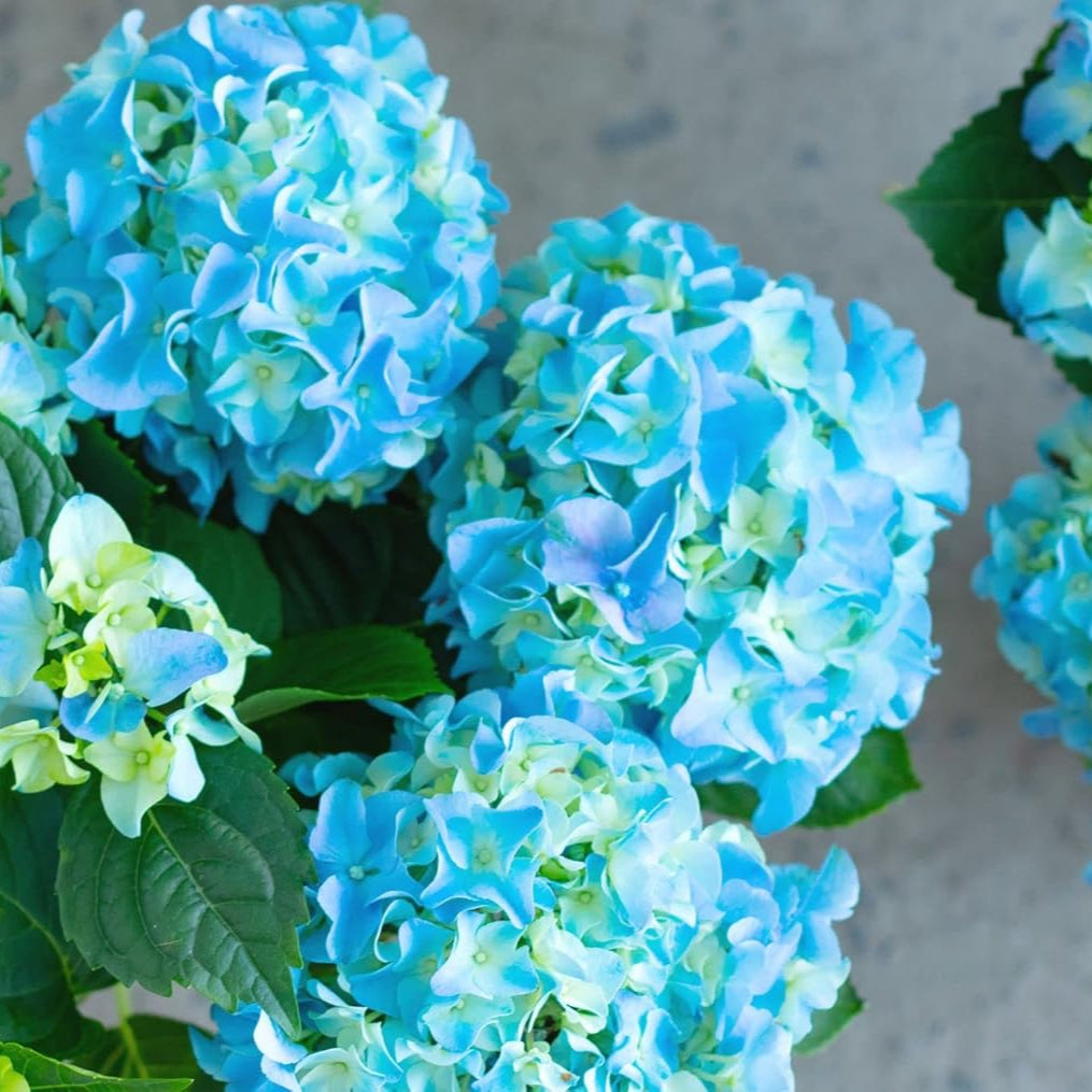 Heirloom Sea Blue Hydrangea Flower Seeds, Non-GMO Vibrant Blooms for P ...
