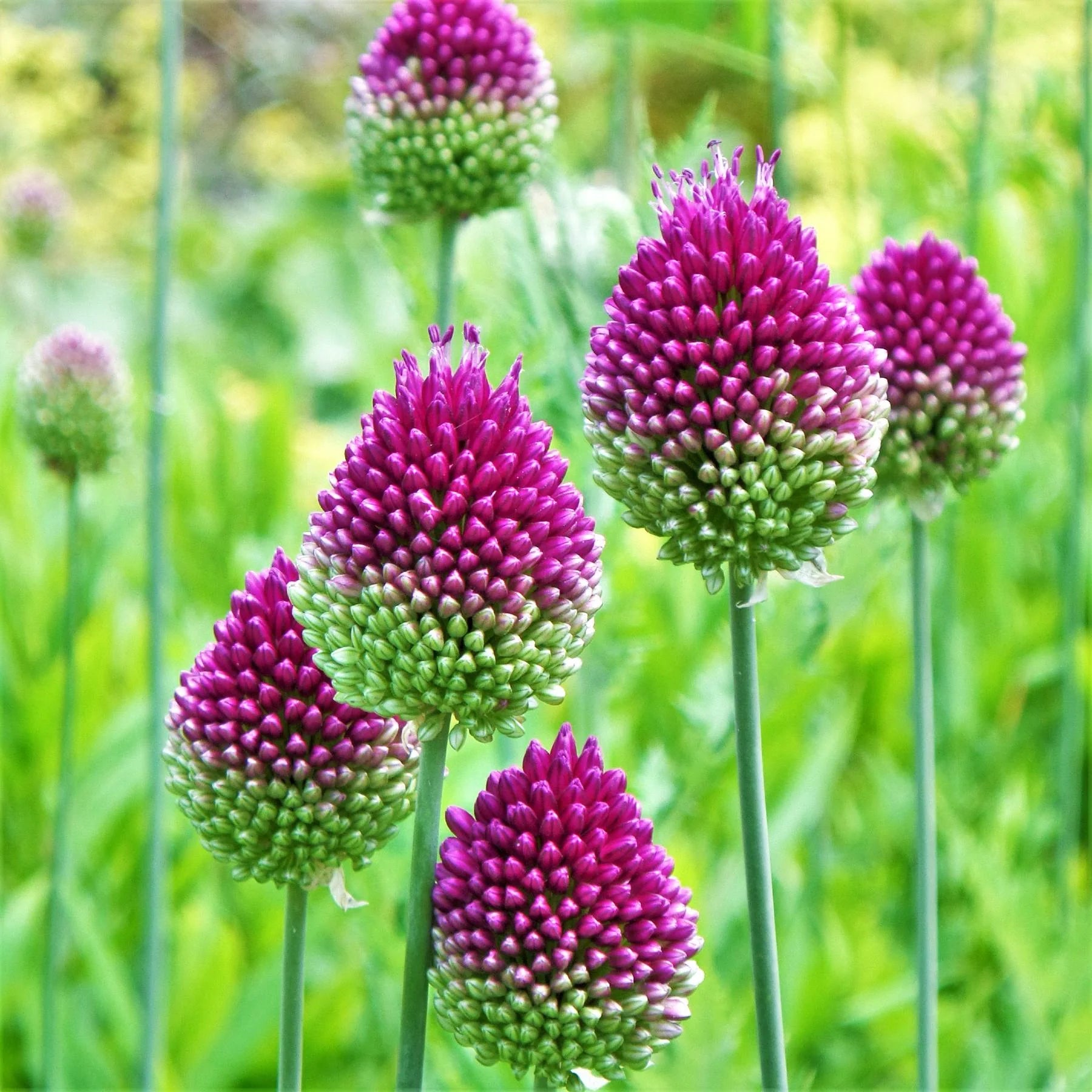 Allium Sphaerocephalon Flower Seeds – Drumstick Allium, Heirloom Non-G ...