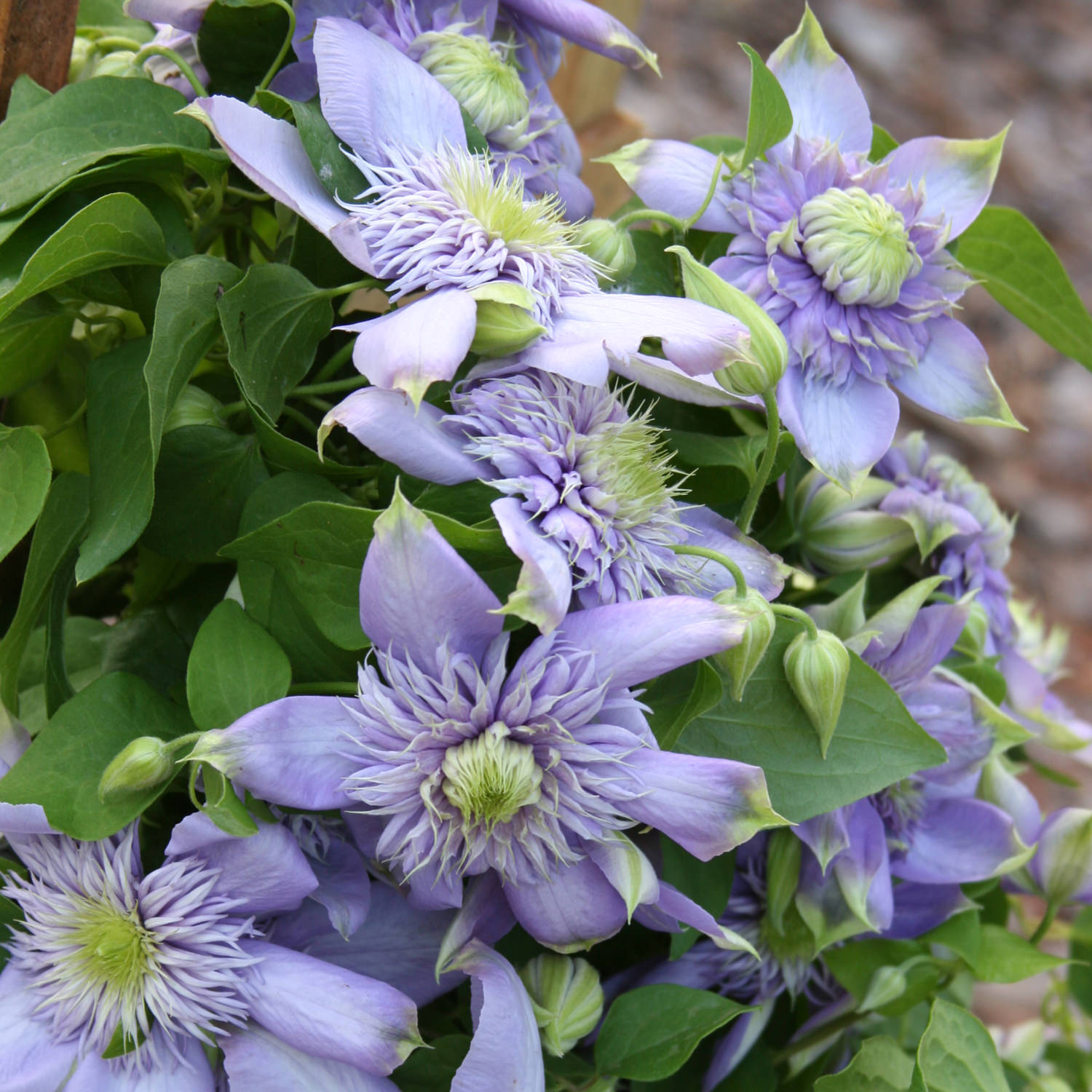 Light Blue Clematis Seeds – Climbing Vine Blooms – Neeraseeds
