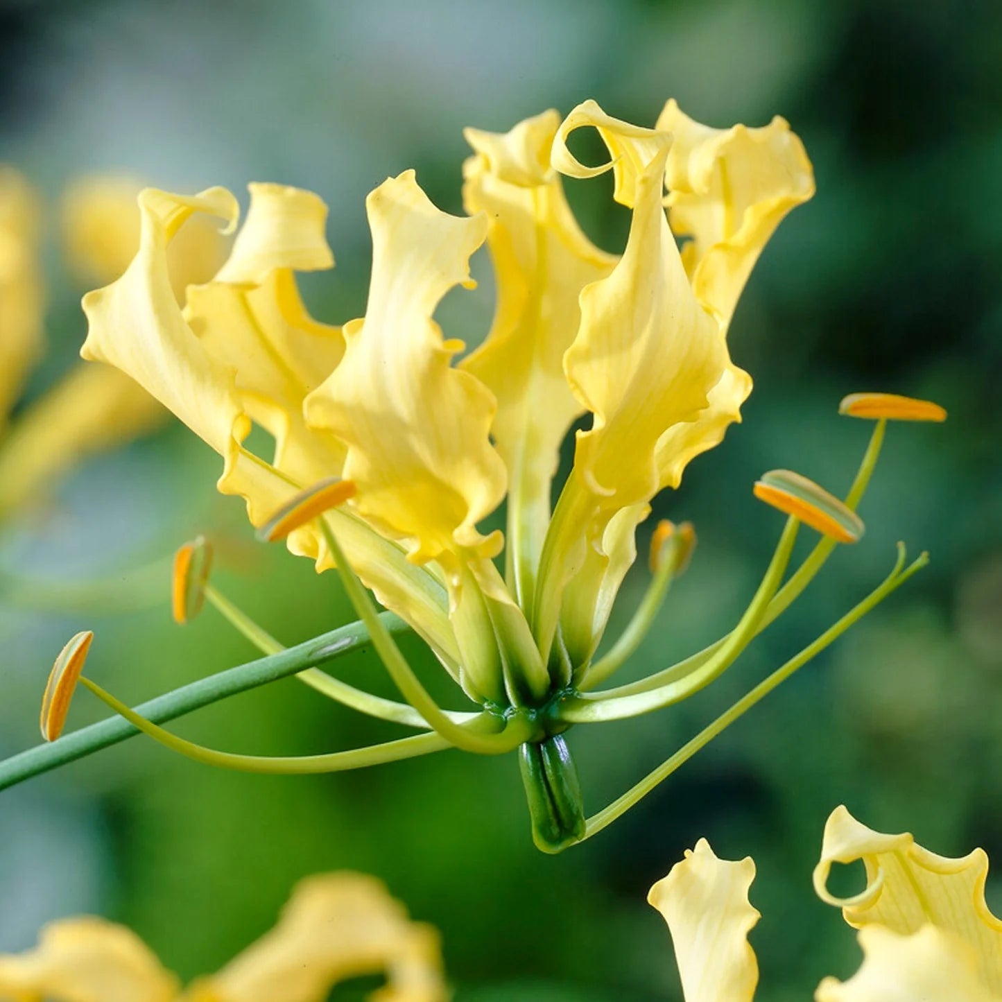 Gloriosa Lutea Seeds – Heirloom, Non-GMO, Exotic – Neeraseeds
