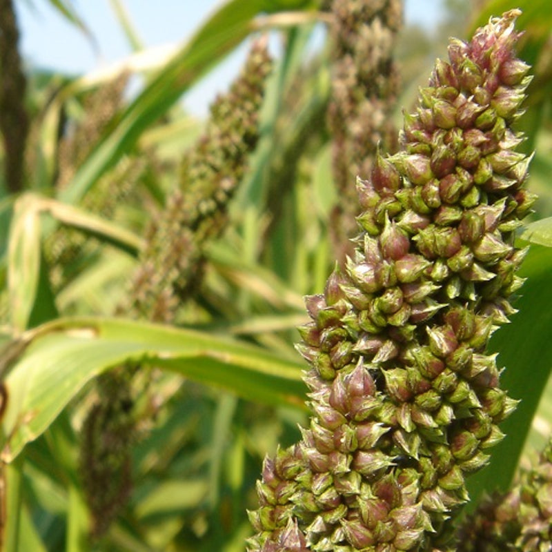 Japanese Reed Millet Seeds for Planting – High-Yield Ornamental and Wi ...